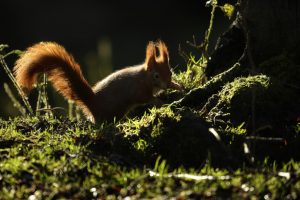 Pic of the Week : Red Squirrel Awareness Week - The Photographic Angle