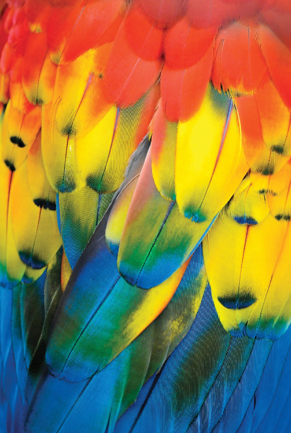 A Splash Of Colour - The Photographic Angle