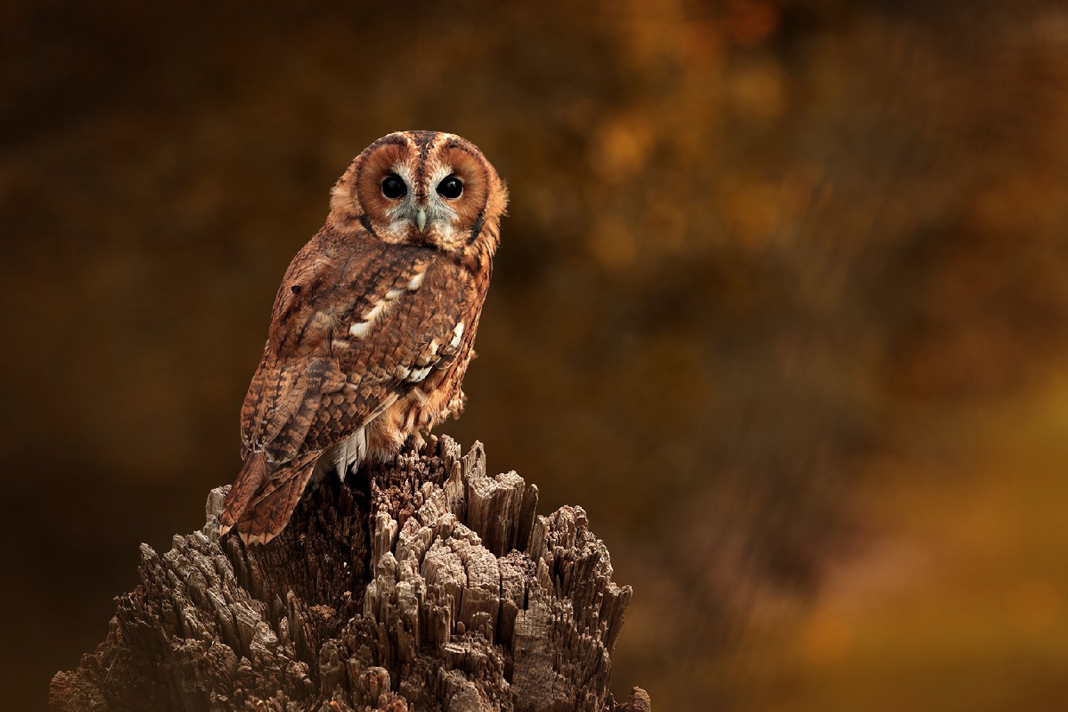 Light In The Lens - The Photographic Angle