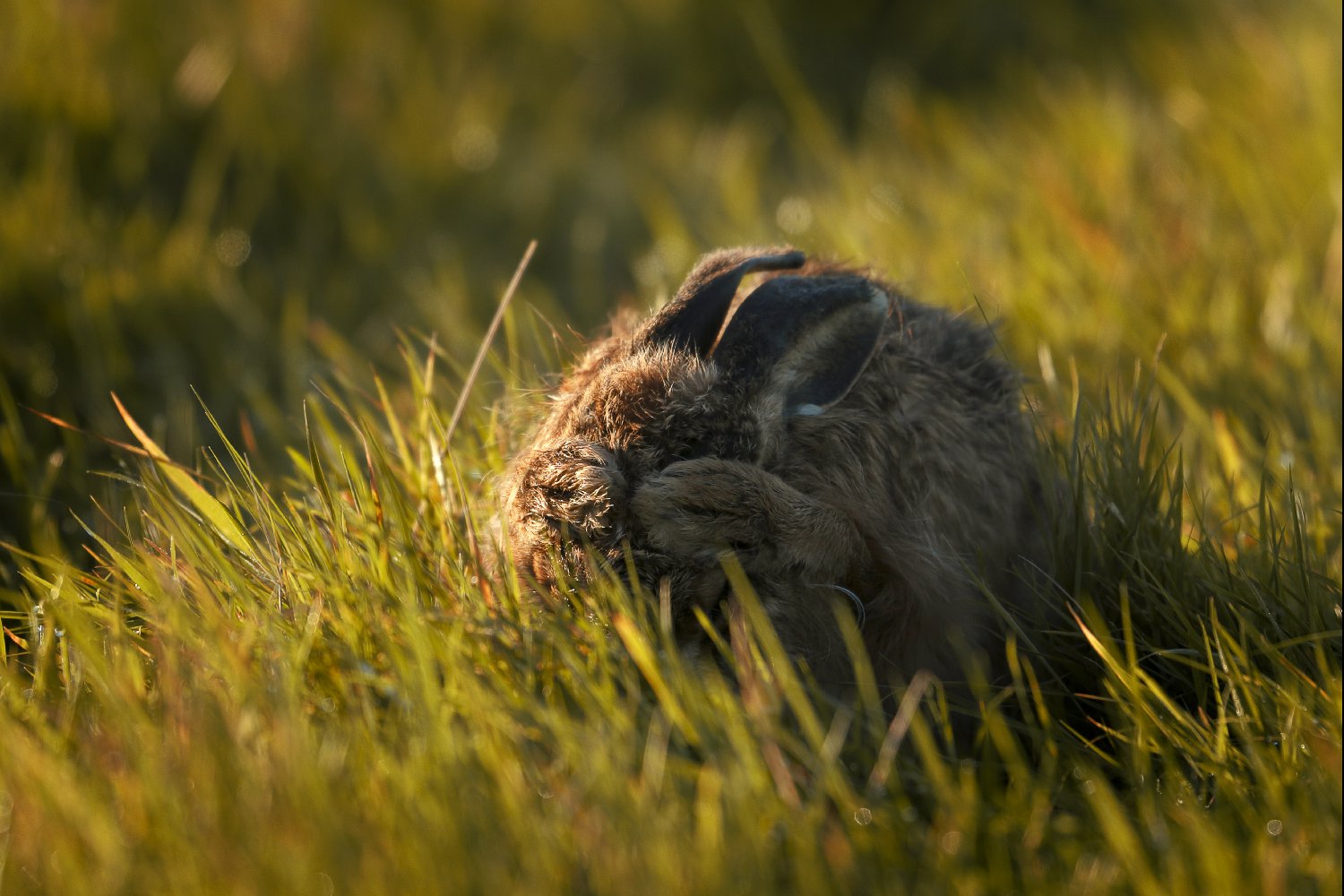 Light In The Lens - The Photographic Angle